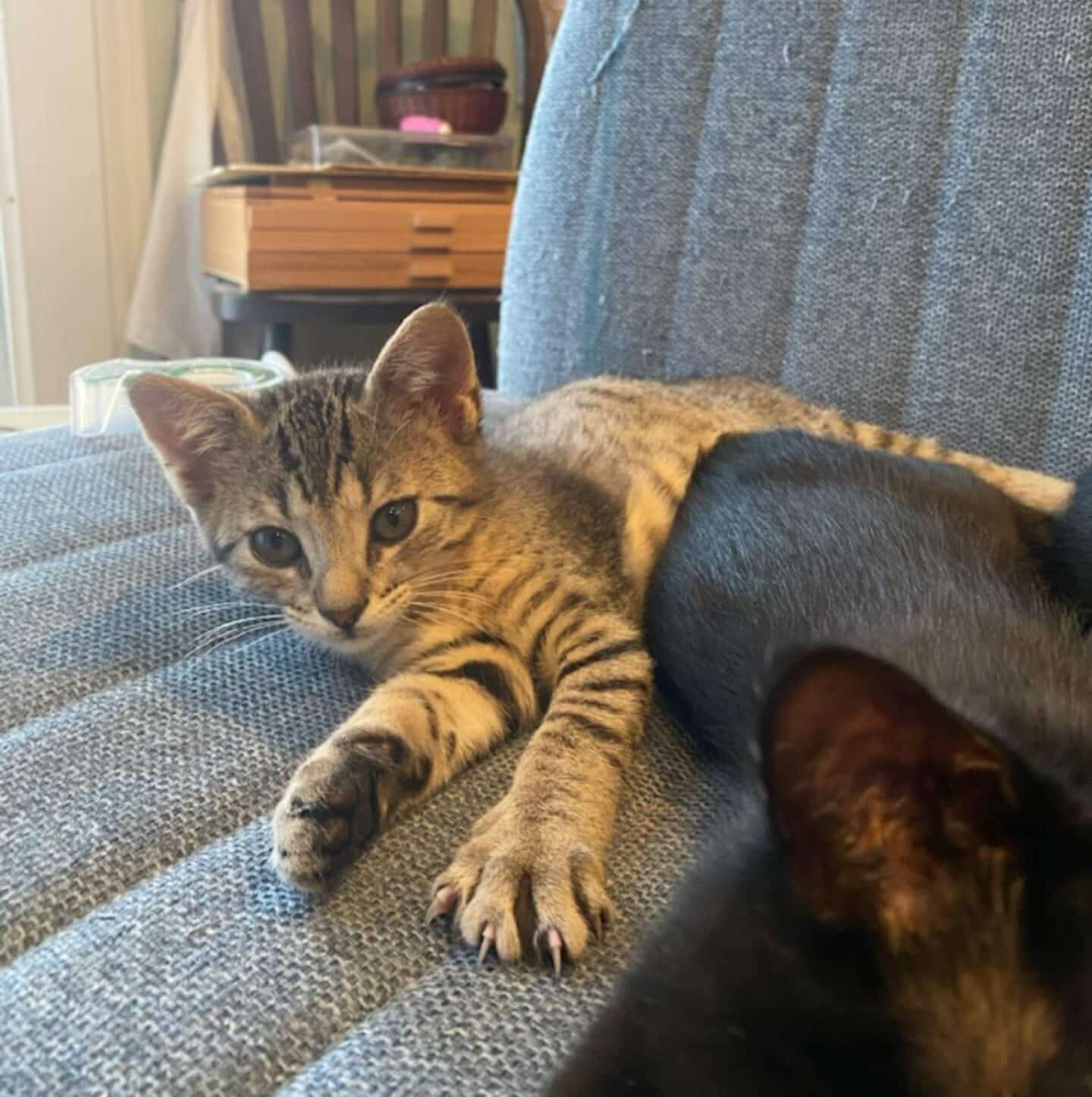 Adopt a Cat in Waco, TX - Humane Society of Central Texas